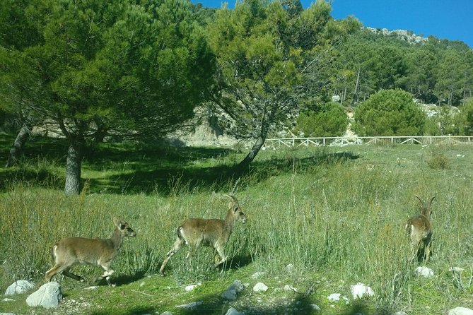 Donana National Park and El Rocío: Guided Tour from Seville - What the Reviews Say: Authentic Voices