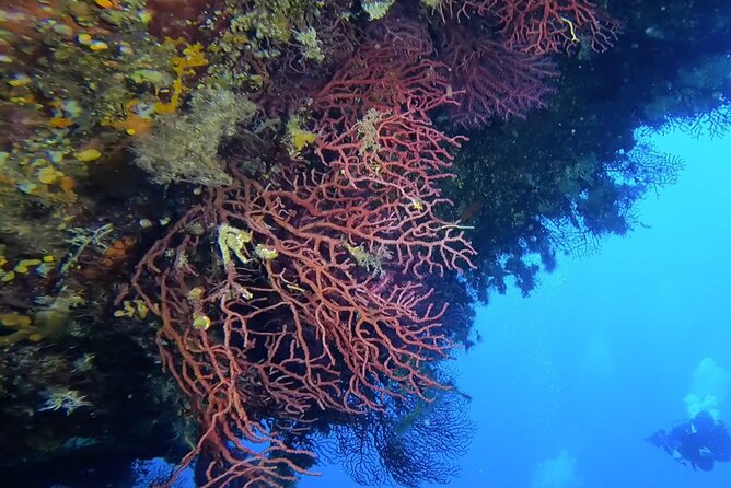 Double dive in the Capo Carbonara Marine Protected Area, for patents. - What to Expect During the Tour