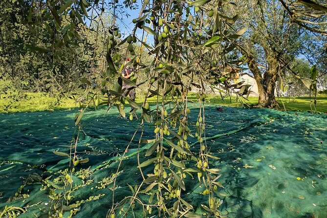 E.V.O. oil of Lake Como tasting+ food pairings - Who Will Love This Tour?