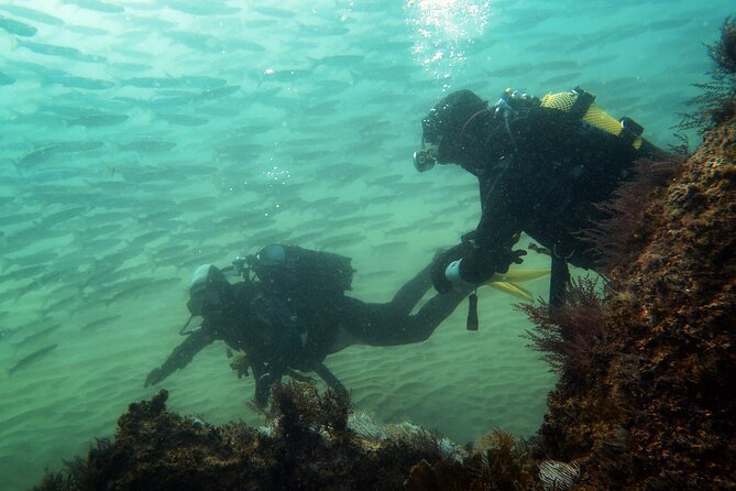 Eco - Try Dive - The Sum Up: Is the Eco - Try Dive Worth It?