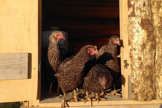Educational visit of a Certified Organic Micro Farm in Trancoso - Who Should Consider This Experience?