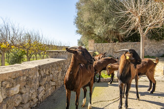 Els Calderers House Museum in Mallorca - Frequently Asked Questions
