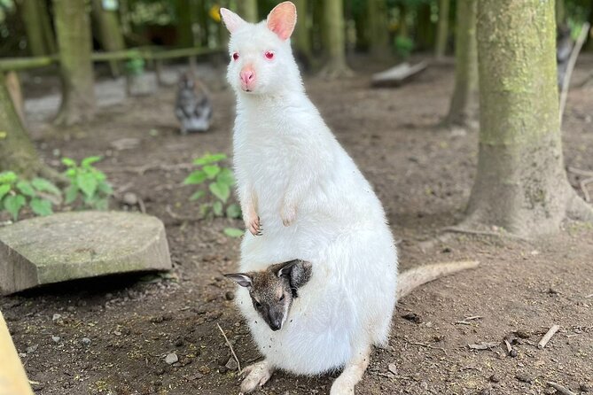 Entry ticket to Hoo Zoo and Dinosaur World in Telford - Accessibility and Practical Details