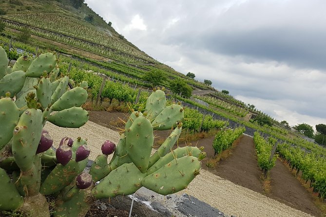 Etna Classic & Winery (day trip) - What Travelers Appreciate Most