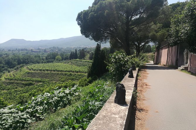Etna Excursion and Lunch - Wine Tasting in Etna DOC Vinery - The Return and Optional City Tour