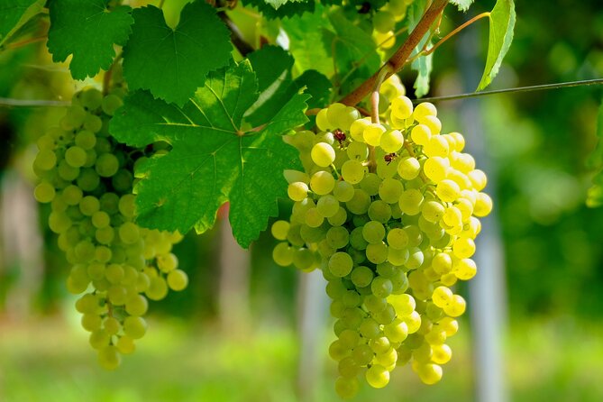 Etyek Private Half-Day Wine Tasting Tour from Budapest - The Wineries and Tastings