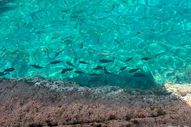Excursion to Cala Salada, Punta Galera and Cala Saladeta paddle surf - Frequently Asked Questions