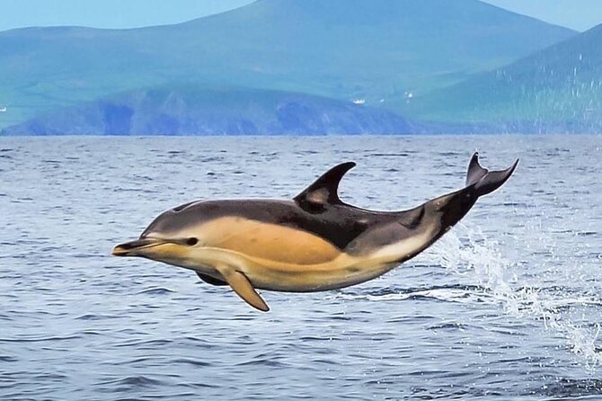 Exhilarating Rib experience - Dingle sea safari - The Sum Up: Is the Dingle Sea Safari Worth It?