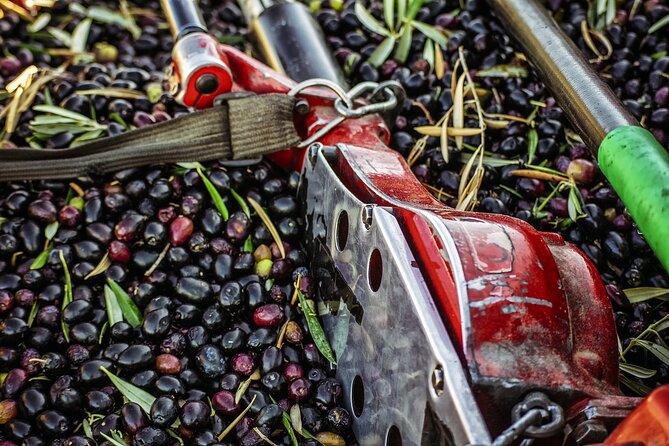 Experience of Olive Oil Tasting Crete , Visit the Knossos Palace - Why This Tour Is a Great Choice