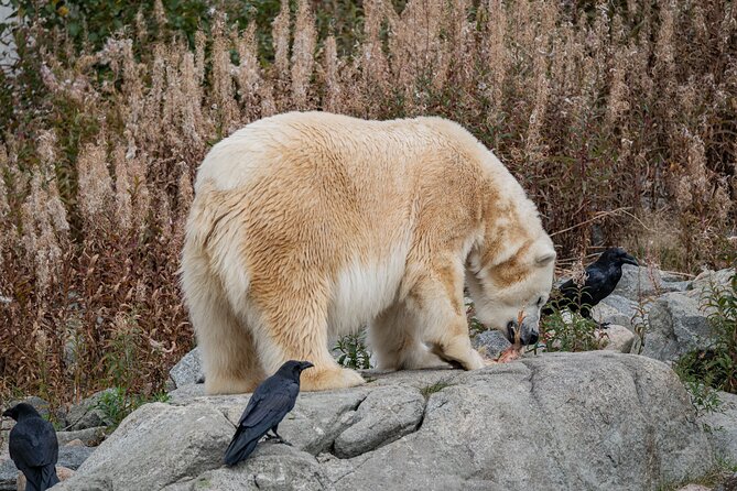 Experience Reindeer Farm and Ranua Wildlife Park in Rovaniemi - Ranua Wildlife Park: Arctic Animal Showcase