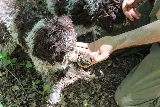 Experience Tuscan Truffle Hunting with Wine and Lunch - Frequently Asked Questions