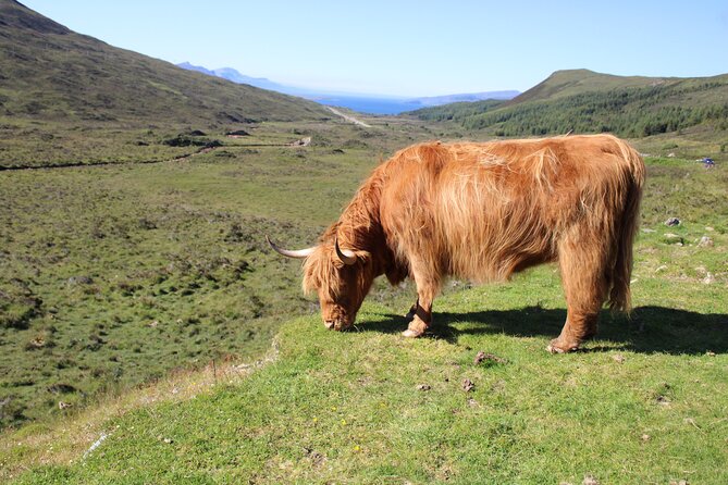 Explore the Isle of Skye in a full day tour - Who Would Love This Tour?