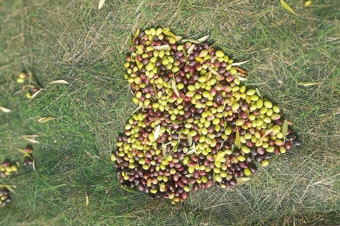 Extra Virgin Olive Oil Experience - FAQs