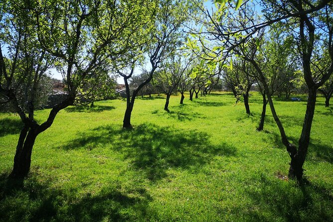 Family-run Vineyard Tour & Award Winning Wine Tasting/Delicacies - Authenticity and Extra Touches