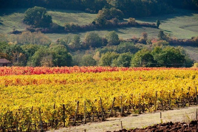 From Florence to Chianti Rufina: Wine Tasting Experience - Practical Details and Value