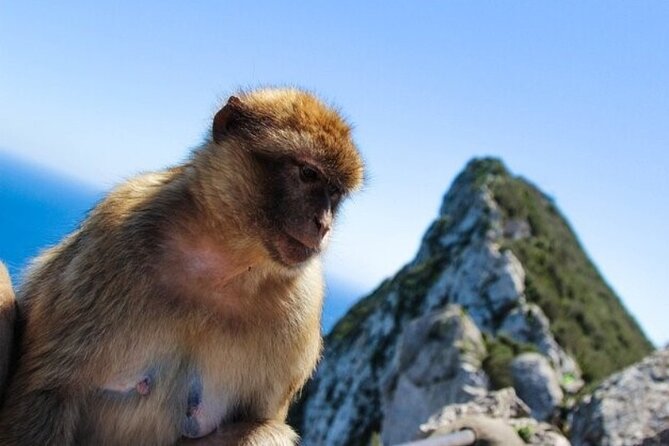 From Malaga, Gibraltar excursion with transport - Who Should Consider This Tour?