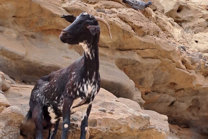 Fuerteventura: PRIVATE ISLAND grand TOUR. - Final Thoughts
