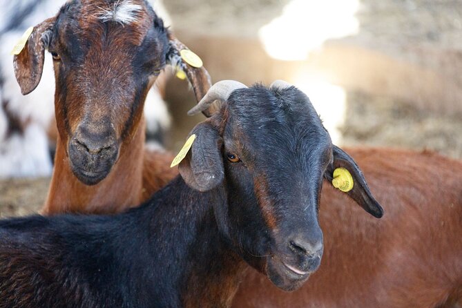 Fuerteventura Villages Caves and Farm Tour with Lunch from South - Frequently Asked Questions (FAQ)