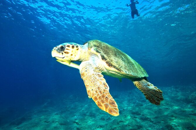 Full Day Dalyan (Turtle Beach) From Bodrum - Final Thoughts: Who Will Love This Tour?