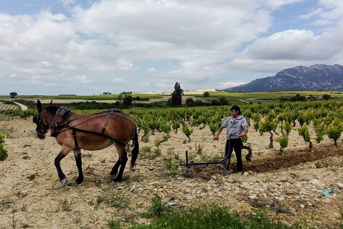 Full-Day Private Cultural and Gastronomic Adventure in Rioja - The Sum Up
