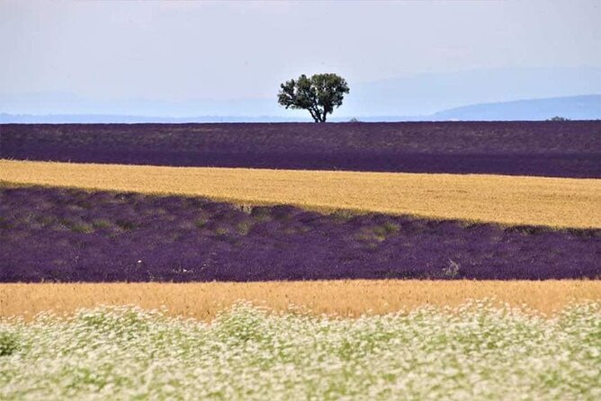 Full-day Private Tour Gorges du Verdon (LAVENDER JUNE 15/JULY 15) - The Practical Aspects and Experience