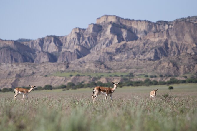 Full-Day Private Wilderness Tour in Vashlovani National Park - The Sum Up: Why This Tour Is a Great Choice