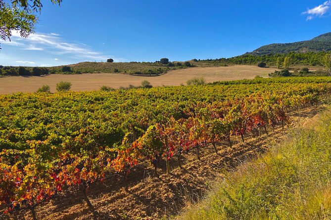 Full-Day Private Wine Tasting Tour in La Rioja with lunch - Why This Tour Is Ideal for You