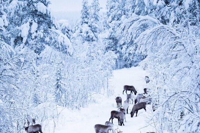 Full-Day Reindeer Tour with Pickup in Kiruna - Final Thoughts
