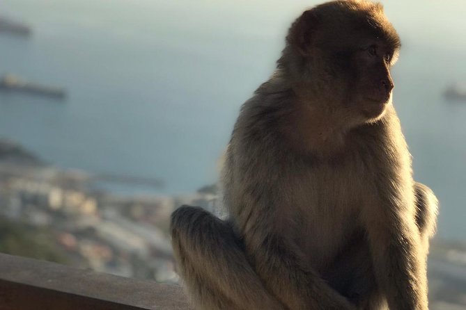 Gibraltar Sightseeing: Premium Rock Tour / Shore Excursion (Private) - Who Should Consider This Tour?