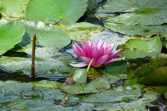 Giverny & Monet's House Audio Guided Half-day Tour from Paris - The Audio Guide: Practical Tips