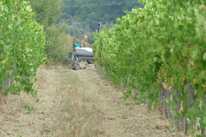 Gourmet Wine Tour San Gimignano Wine Tasting - San Quirico Winery - The Value for Money