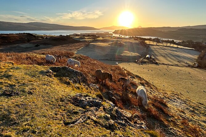 Guided Hebridean Farm Hike near Tobermory, Isle of Mull, Scotland - Who Will Appreciate This Tour?