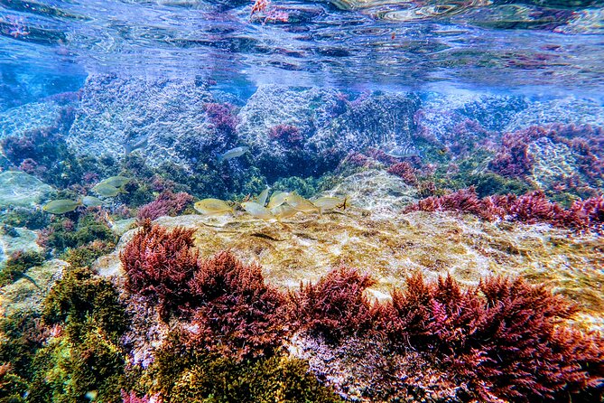 Guided snorkeling route in the Strait Natural Park - What Makes This Tour Stand Out