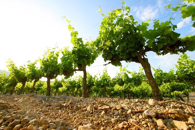 Guided Visit of Château l'Hospitalet with tasting of 4 wines - Frequently Asked Questions
