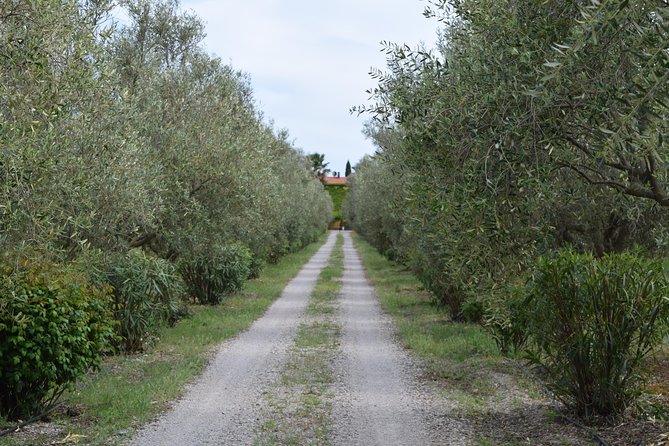 Guided Wine and Olive oil tasting - The Wines and Pairings: A Closer Look