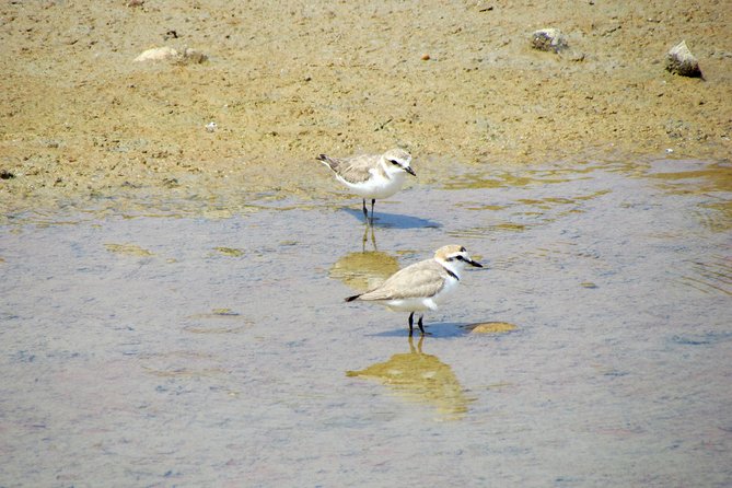Half-day birdwatching around Faro - Important Practical Considerations