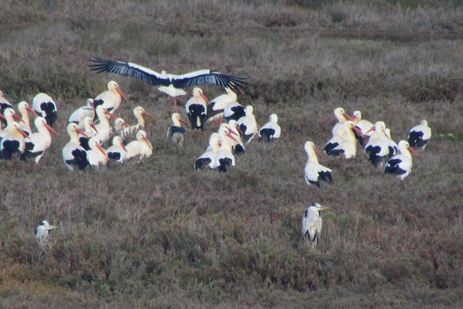 Half-day birdwatching at the Abicada marshed - What Past Participants Say