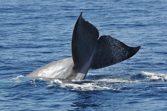Half-day Catamaran Trip from Funchal - Practical Tips for Enjoying Your Trip