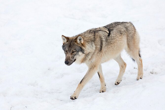 Half-Day Trip to Ranua Wildlife Park from Rovaniemi - Frequently Asked Questions