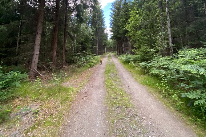 Hike with Wild Forage Surviving Tips and Local Lunch at the Lake - Who Will Love This Tour?