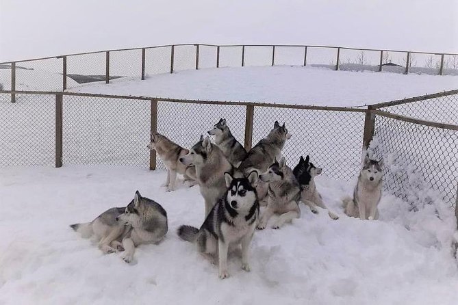 Hiking with Husky in Akureyri (private) - Final thoughts