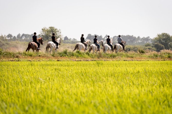 Horse Riding on the Beach - Authentic Experiences and Real Reviews