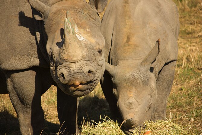 Howletts Day Ticket - Practical Tips for Visiting Howletts