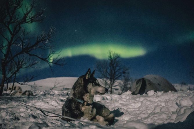 Hunting Northern Lights with Husky - Who Will Love This Tour?