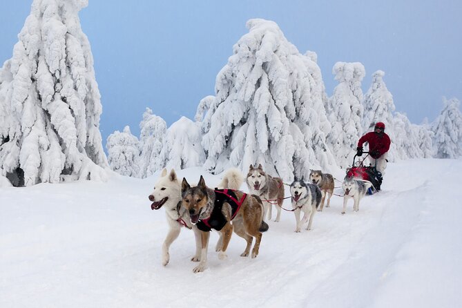 Husky Sledding Tour - FAQ