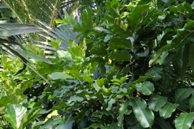 Kew Gardens, Richmond - Self-Guided Audio Tour - Who Will Love This Tour?