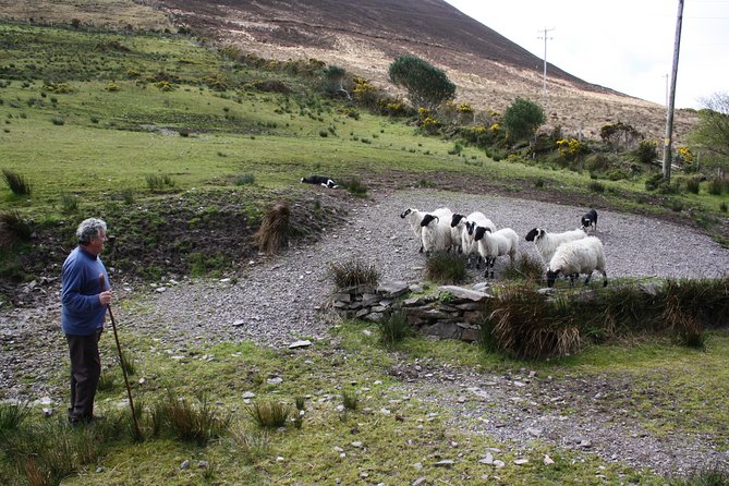 Killarney Super Saver: Dingle and Slea Head Day Trip plus Ring of Kerry and Killarney Lakes Day Trip - What Makes It Special