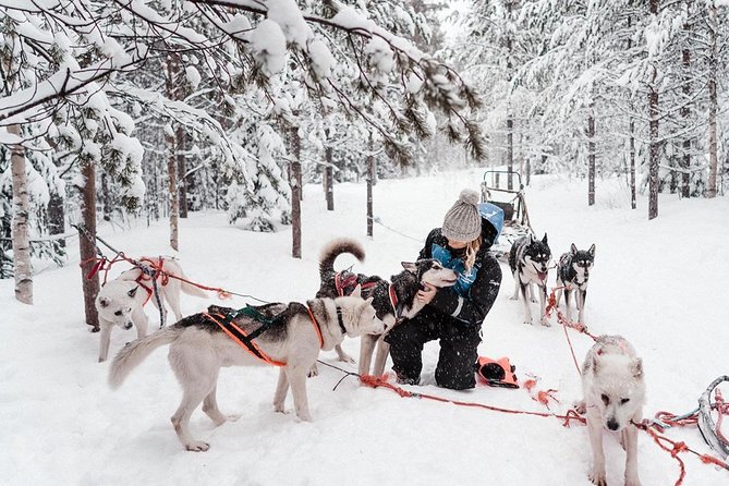 Lapland Husky Safari from Saariselkä - Final Words: Who Is This Tour Best For?