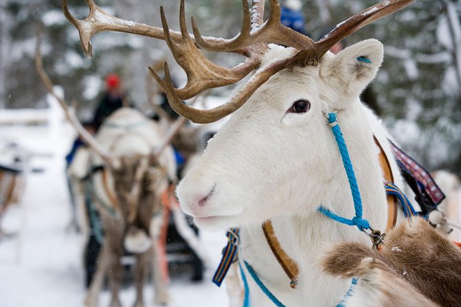 Lapland Reindeer Safari from Rovaniemi - Feeding and Close Encounters
