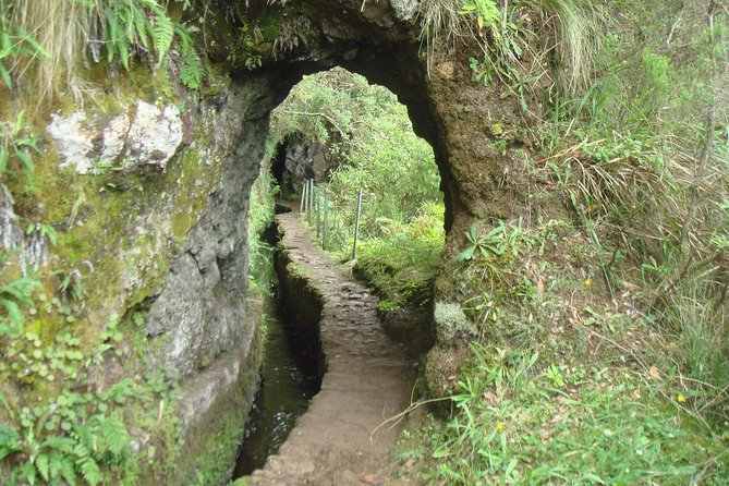 Laurissilva Forest Walk - Who Will Love This Tour?